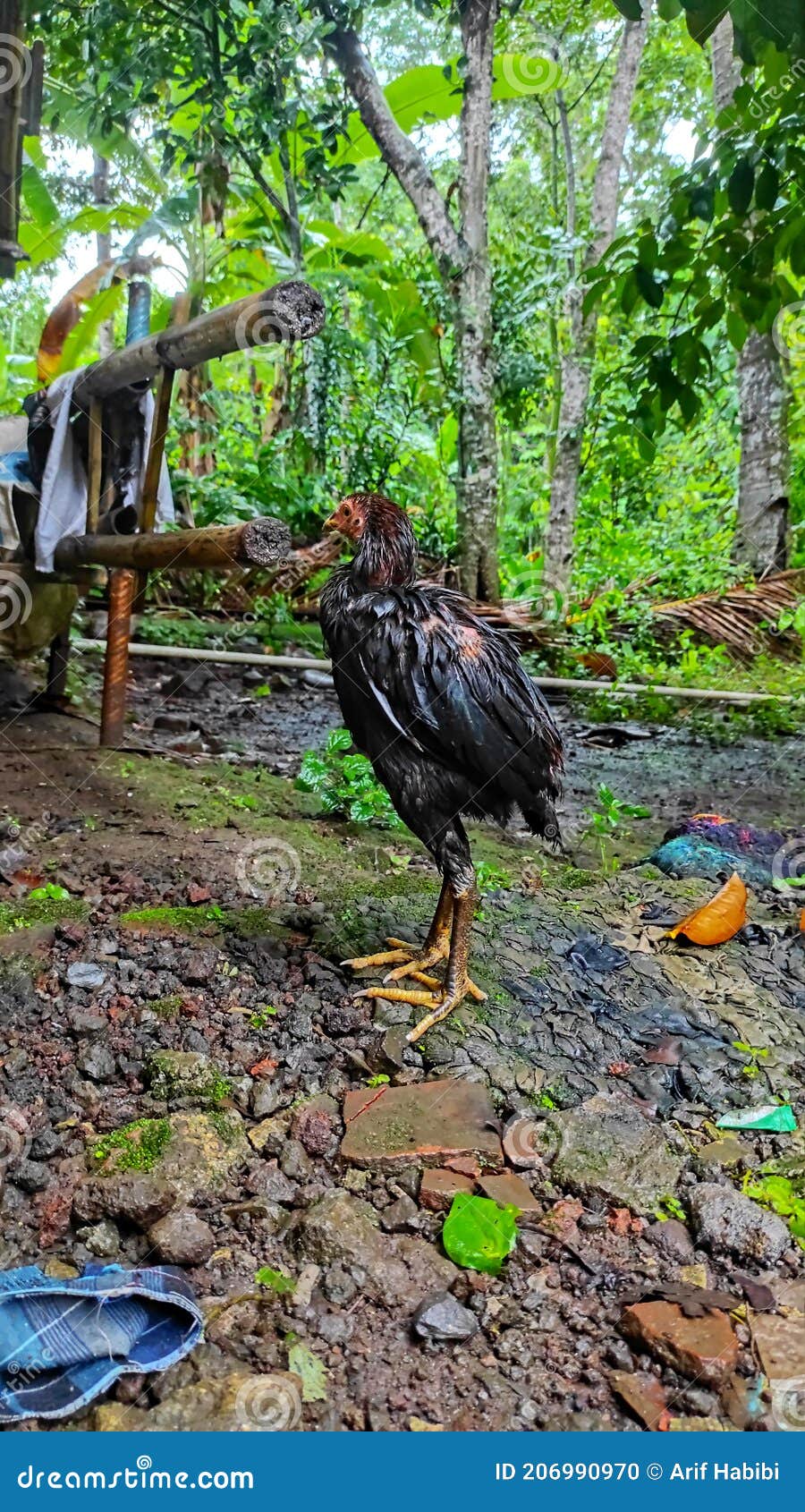 Wet Chicken In The Rain Royalty-Free Stock Photography | CartoonDealer ...