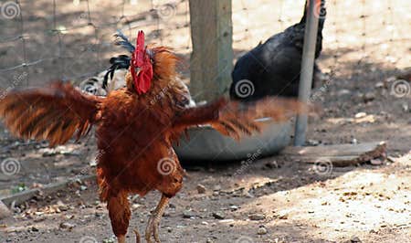 Chicken Dance stock photo. Image of poultry, farm, rural - 1056448