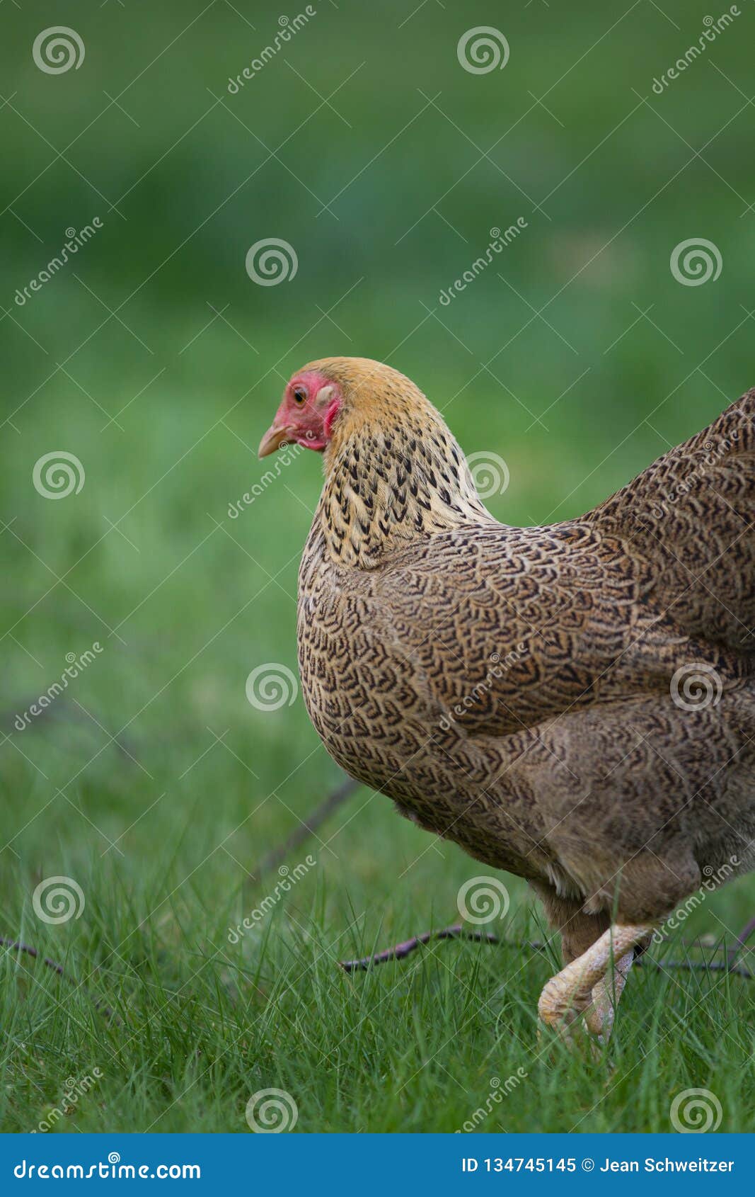 Chicken stock image. Image of grass, feathers, farm - 134745145