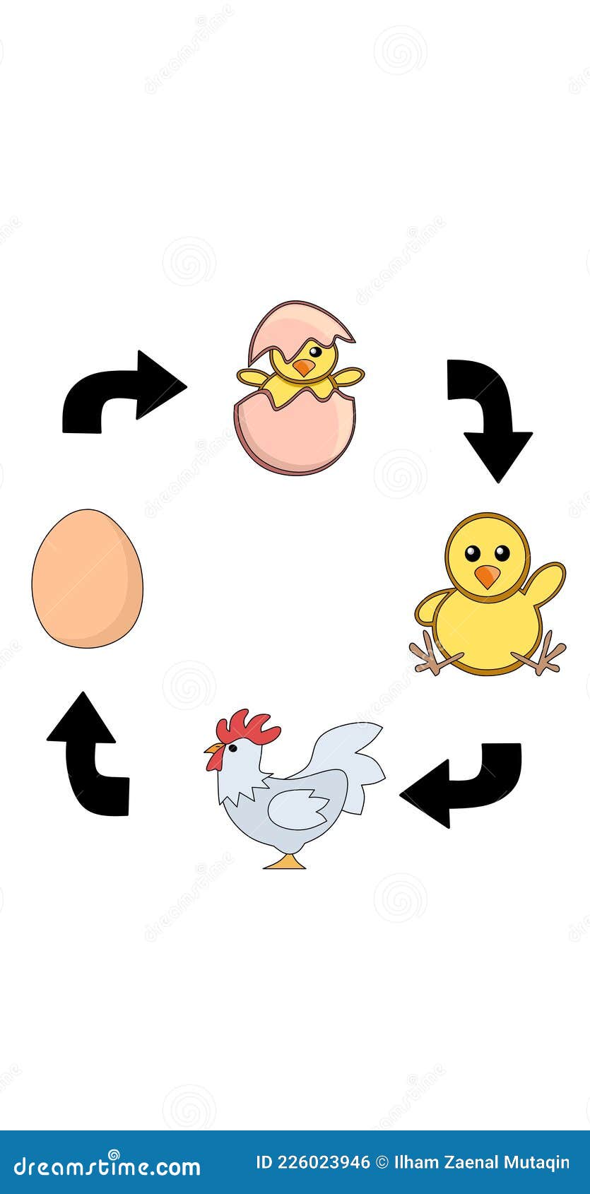 Chicken Development Process Stock Vector - Illustration of chicken ...
