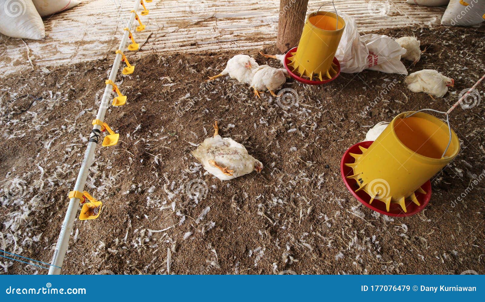 Chicken that Died on a Chicken Farm Stock Image - Image of ecology ...