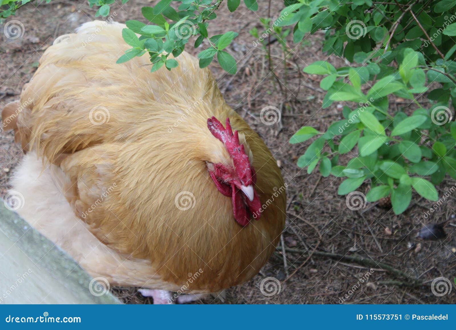 Fat Rooster stock image. Image of rural, nature, feather - 115573751