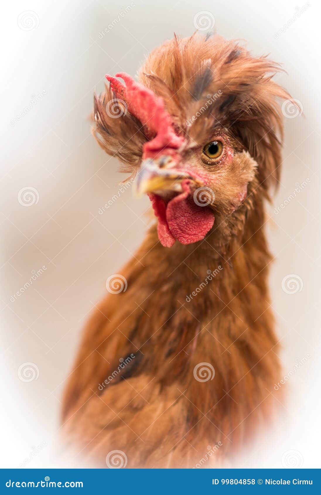 Chicken stock photo. Image of brown, bird, chick, outdoors - 99804858