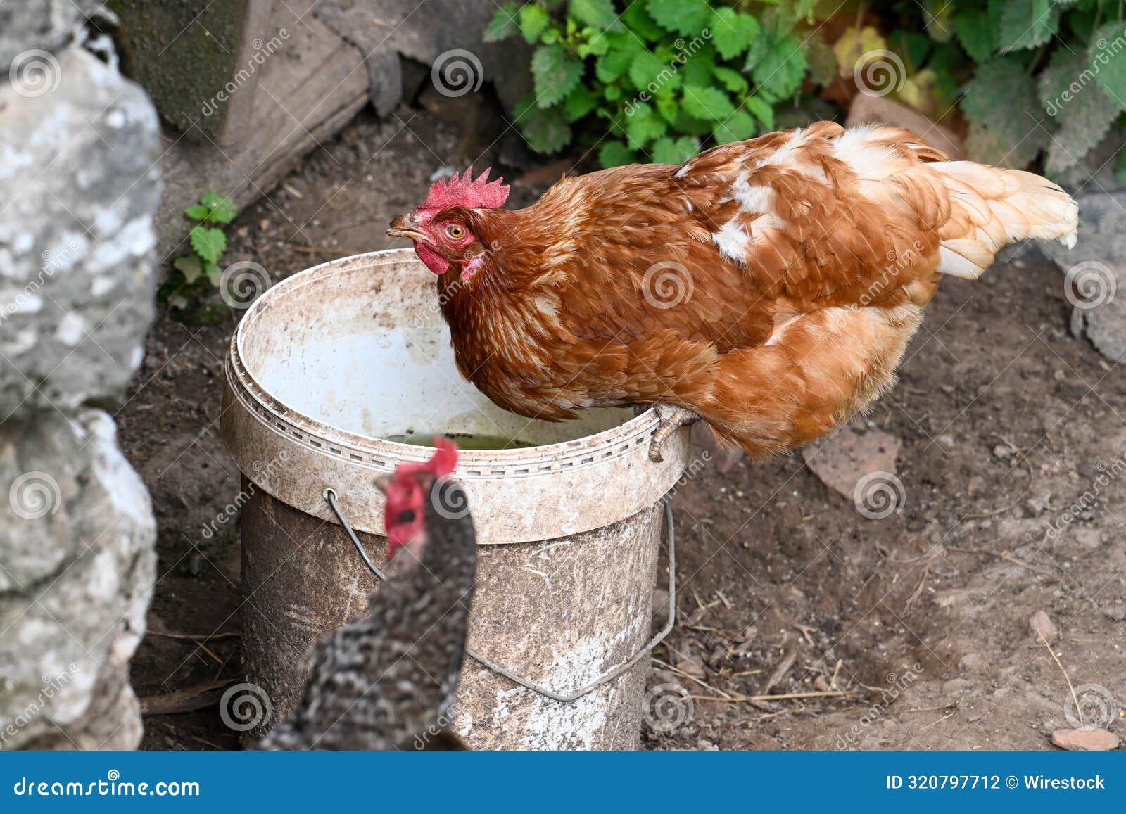 Chicken Drinks Water from a Bucket by Its Trough Stock Photo - Image of ...