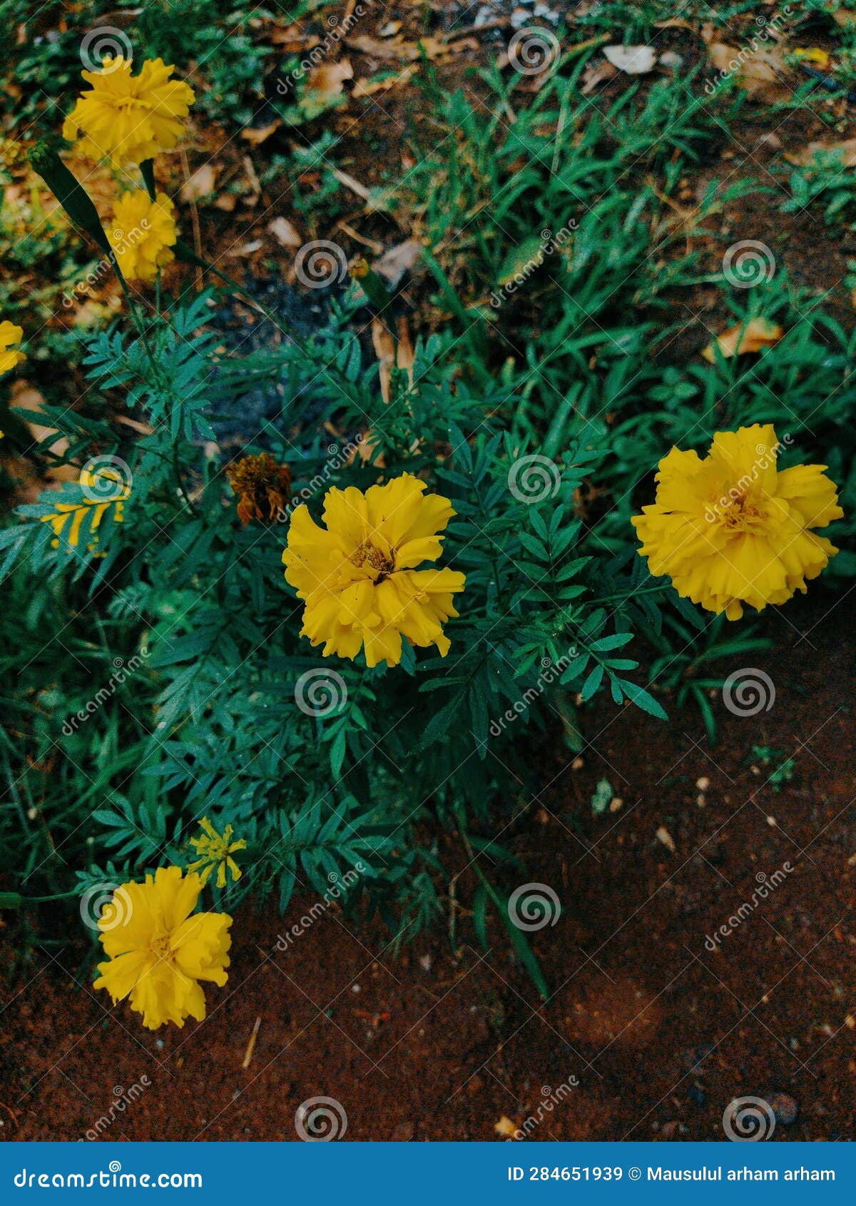 Chicken Droppings Beautiful Yellow Stock Image - Image of flower ...