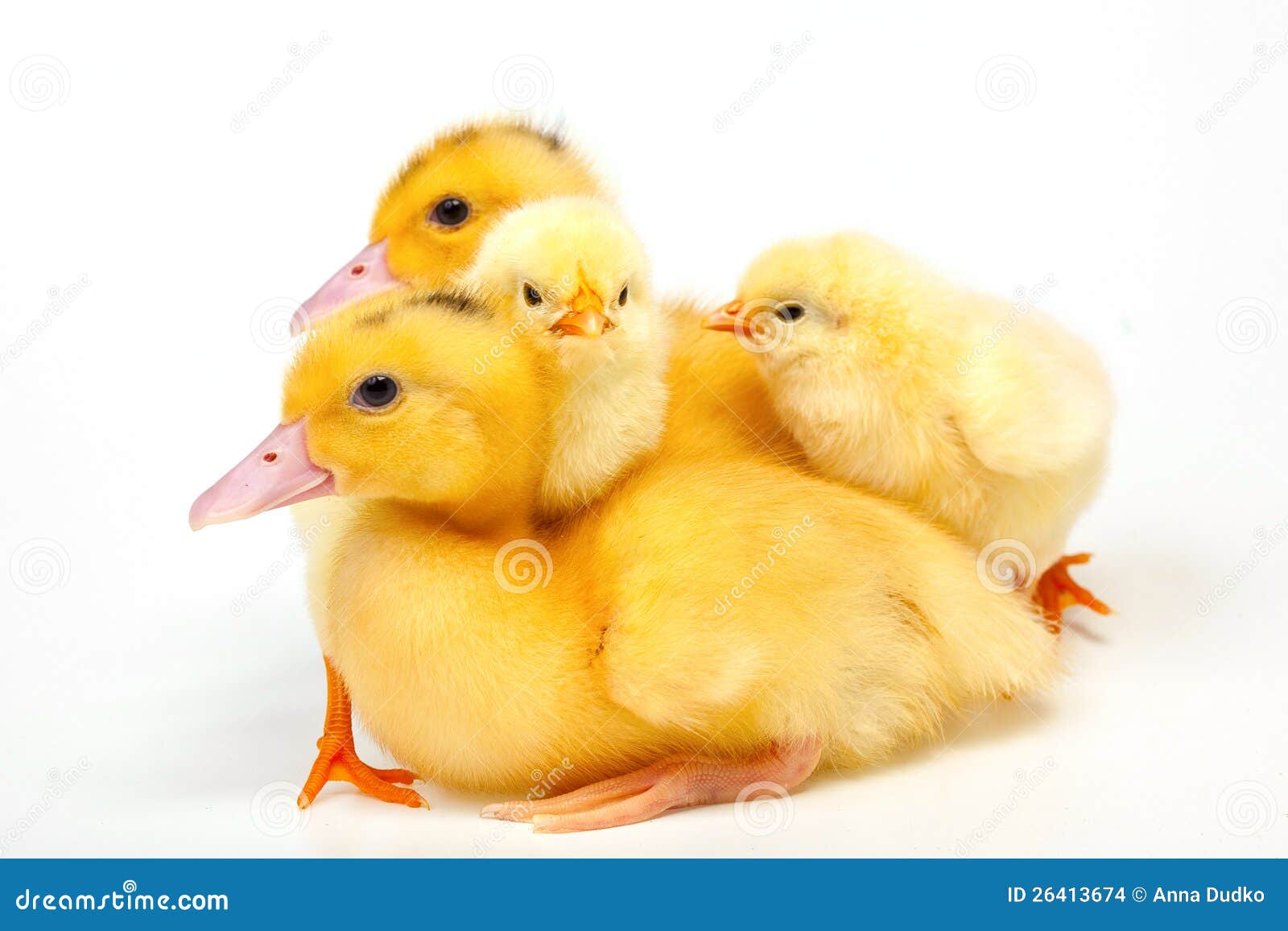 Chicken and duck stock photo. Image of interesting, cute - 26413674