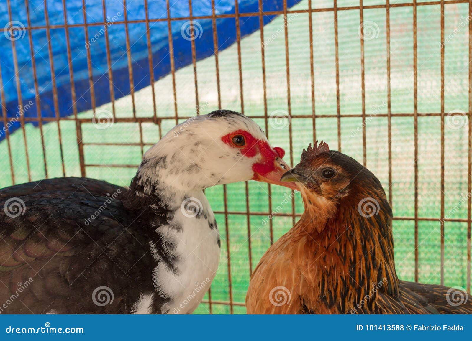 Chicken and duck stock photo. Image of animal, close - 101413588