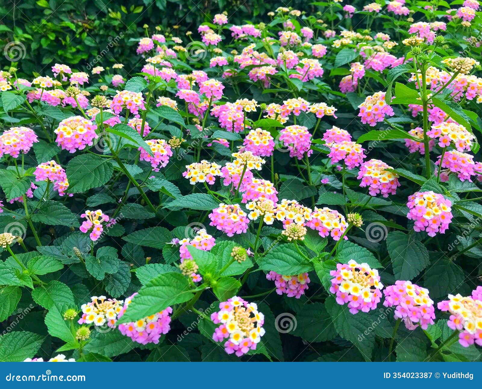 Chicken dung flower stock image. Image of chicken, flower - 354023387