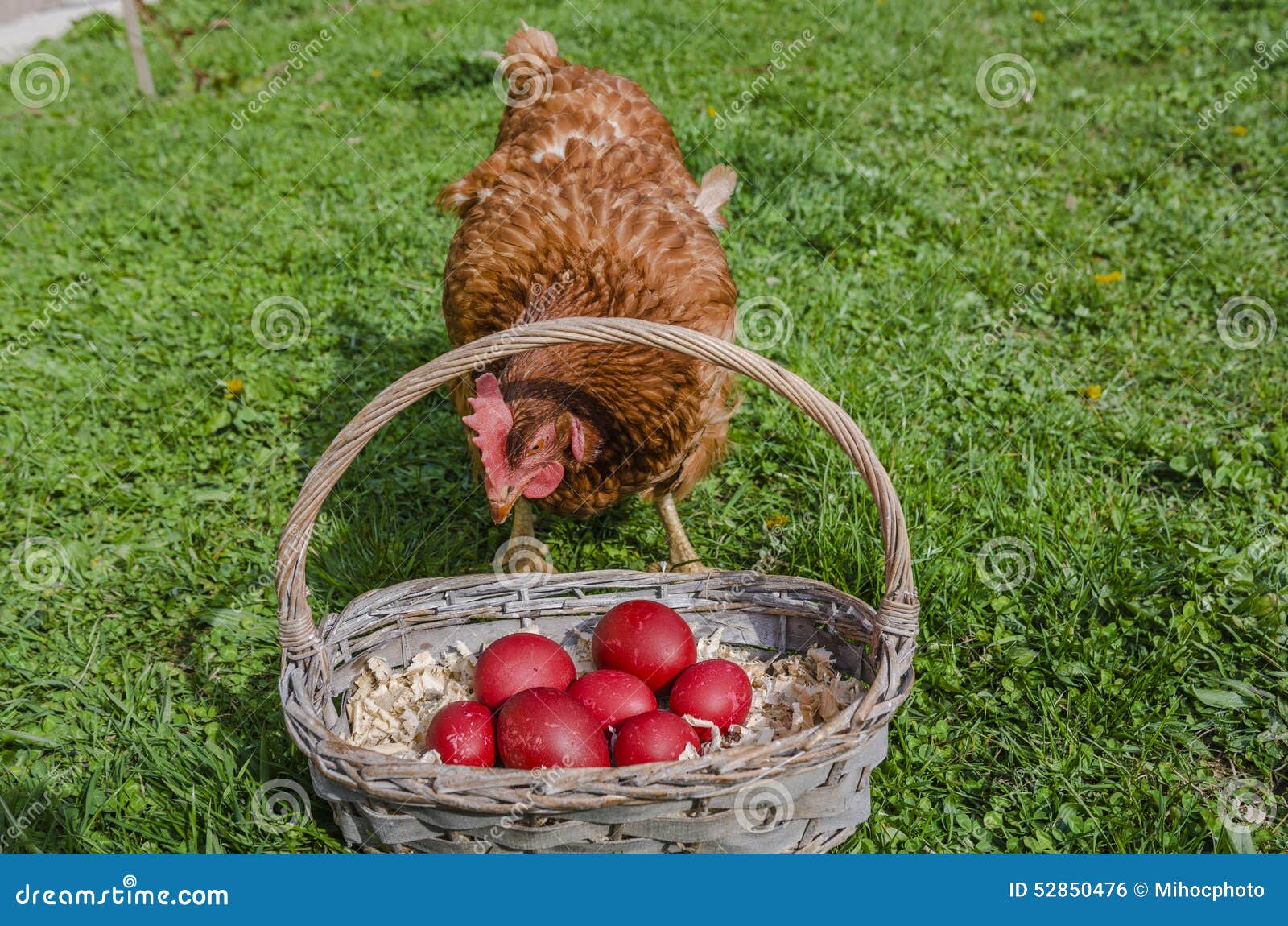 Chicken and Easter Eggs in Basket Stock Photo - Image of bird, cockerel ...