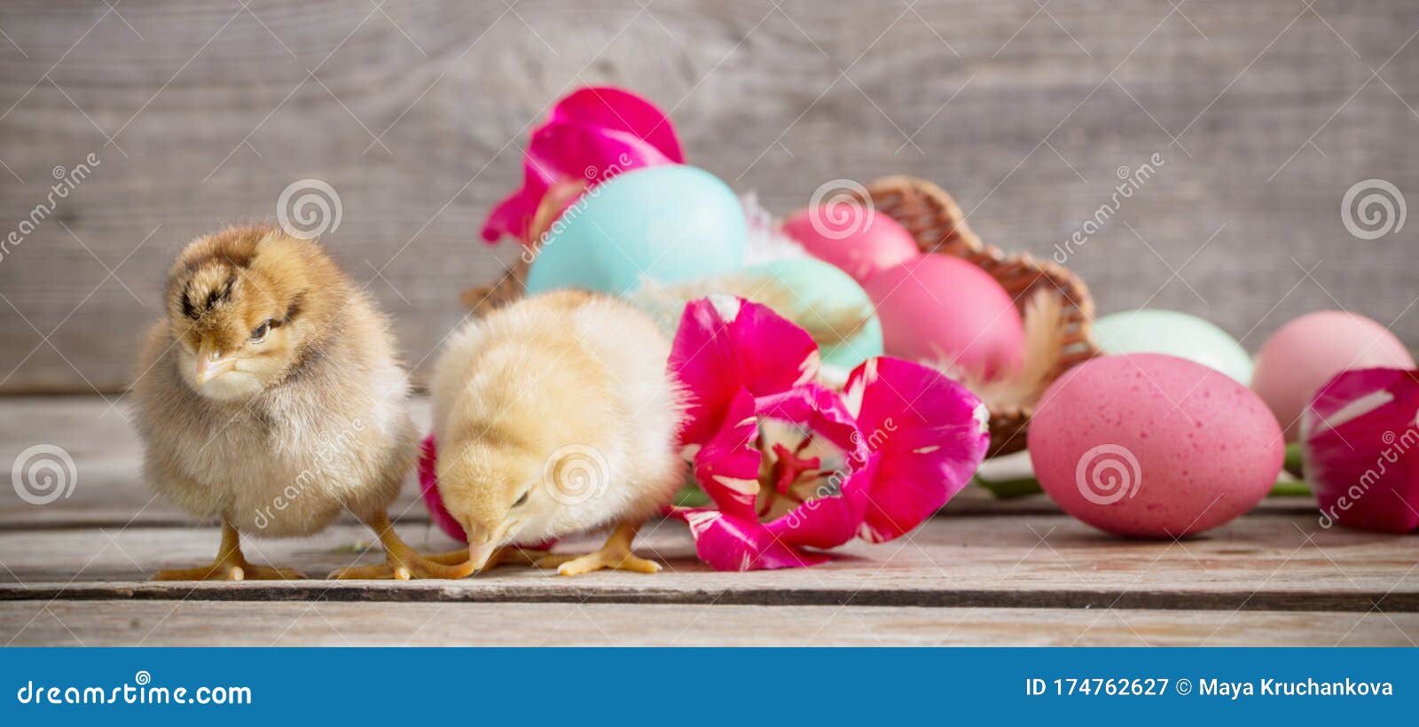 Chicken with Easter Eggs and Spring Flowers Stock Image - Image of farm ...