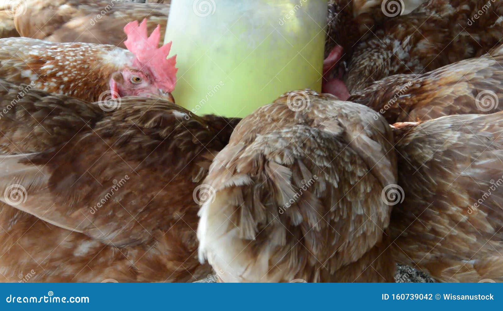 Chicken eat feed stock footage. Video of fowl, format - 160739042