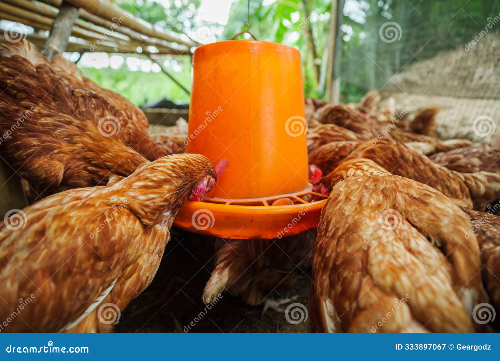 Chicken Eat Feed and Grain at Rural Farm Stock Image - Image of barn ...