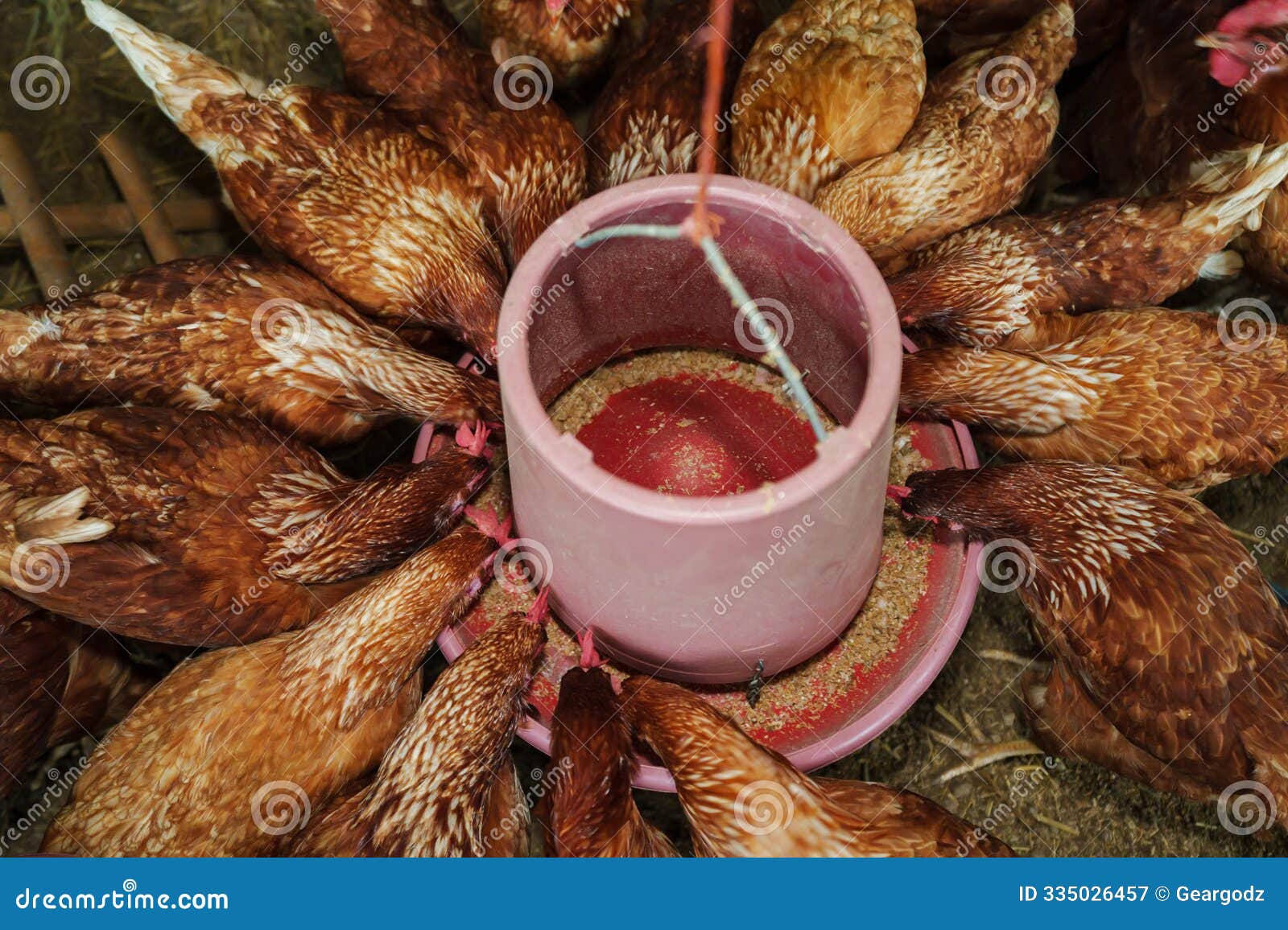 Chicken Eat Feed and Grain at Rural Farm Stock Image - Image of ...