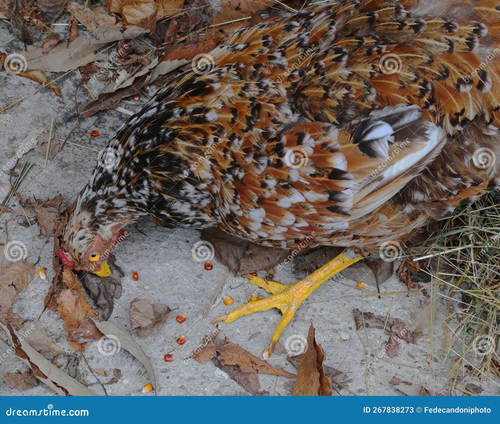 Chicken Eating Corn Kernels in the Chicken Coop Stock Image - Image of ...