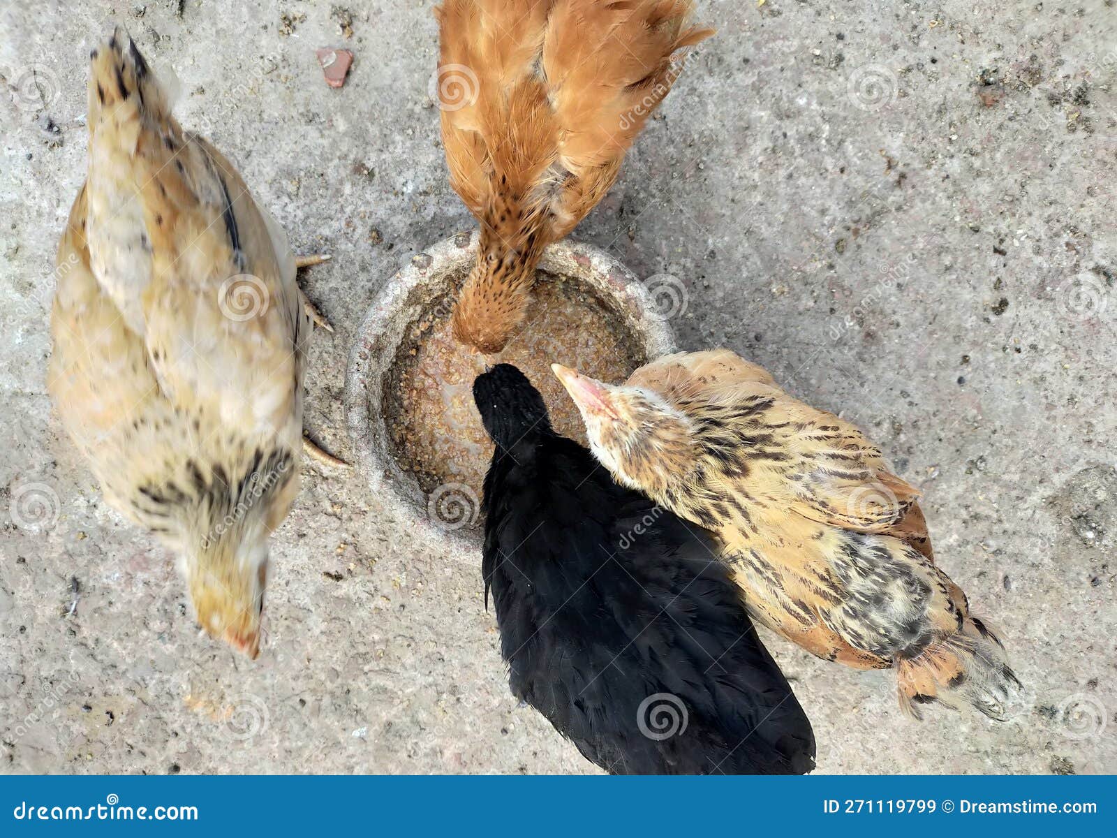 Chicken Eating food stock image. Image of animal, eating - 271119799