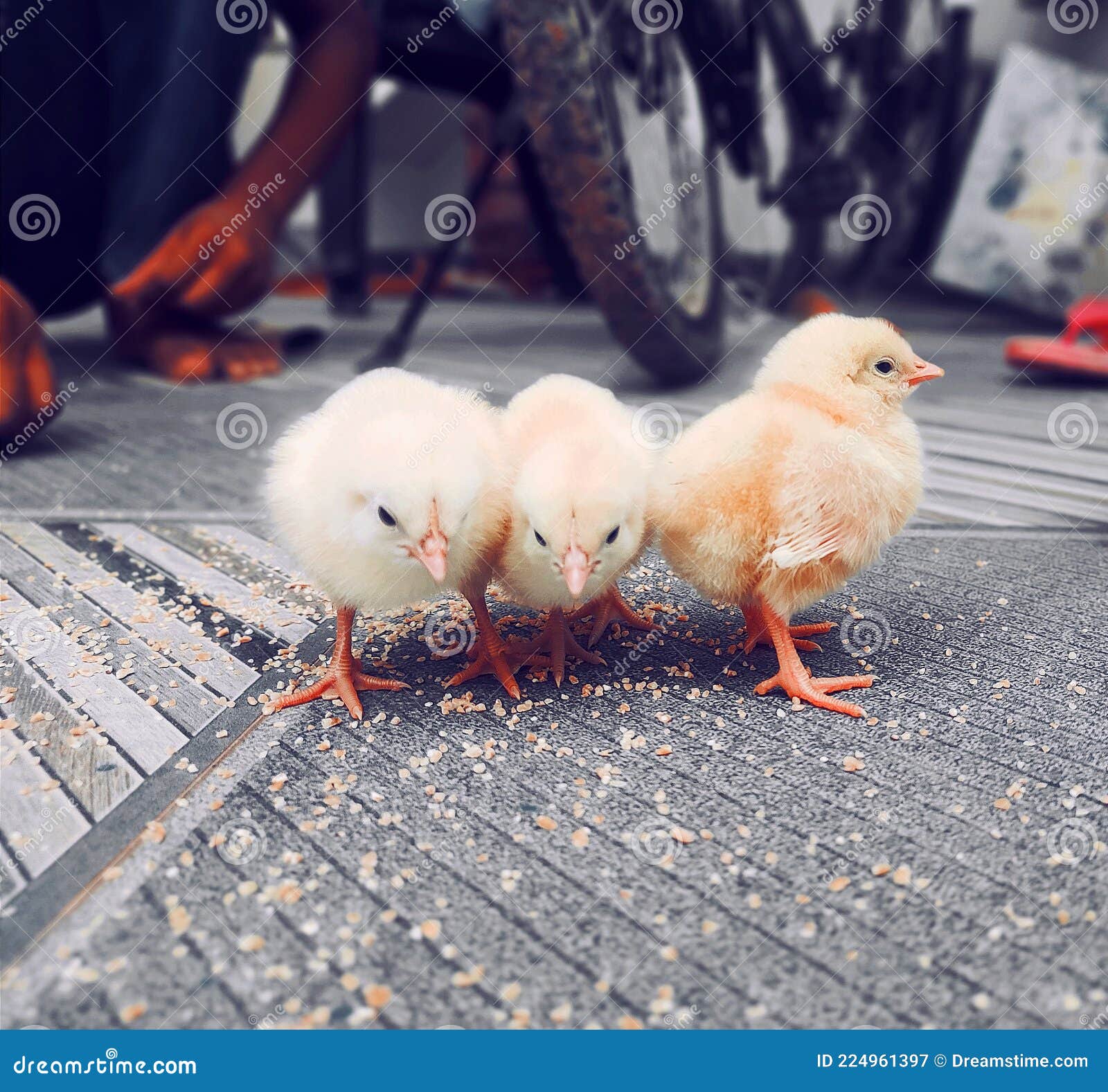 Chicken eating grains stock image. Image of waterbird - 224961397