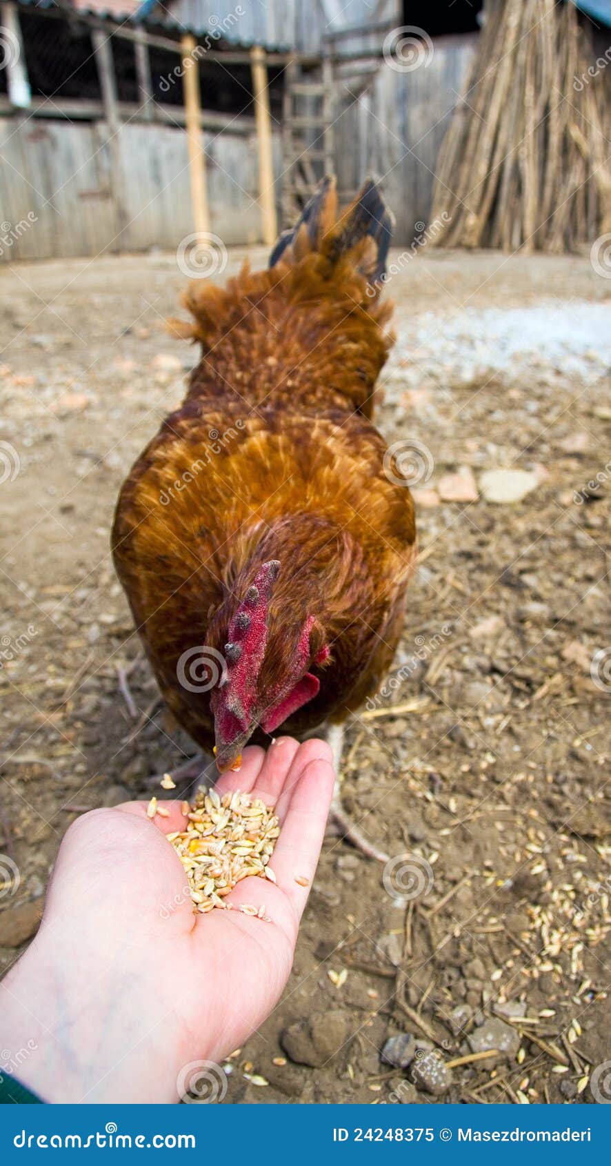 Chicken eating from hand stock image. Image of orange - 24248375