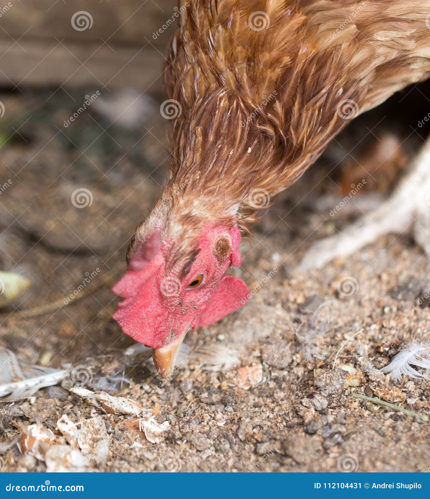 Chicken eats farm stock image. Image of rural, chicken - 112104431
