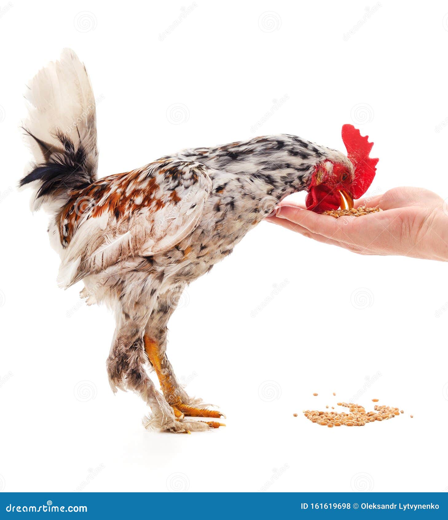 Chicken eats from hand stock photo. Image of agriculture - 161619698