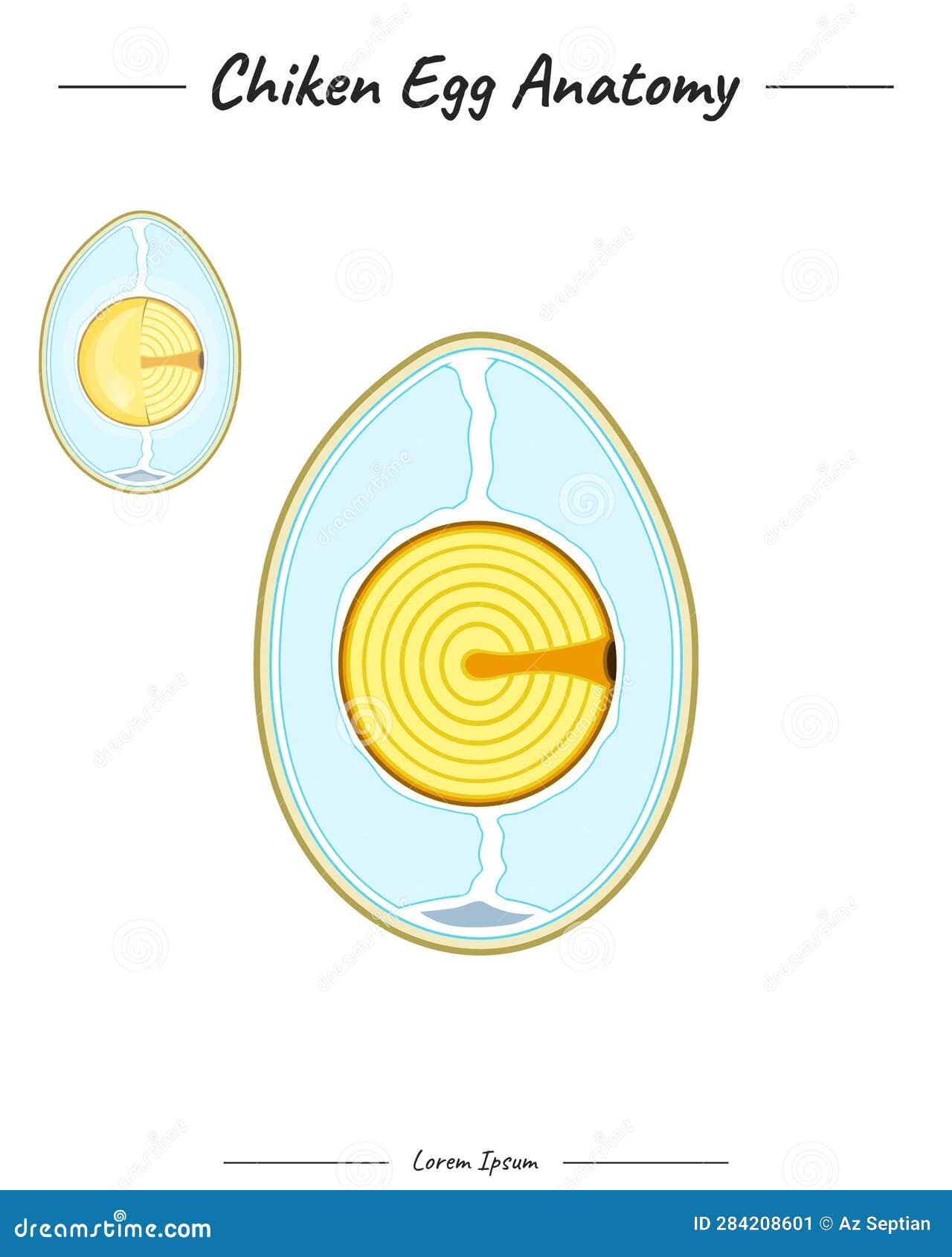 Chicken Egg Anatomy Template Cartoon Vector | CartoonDealer.com #284208601