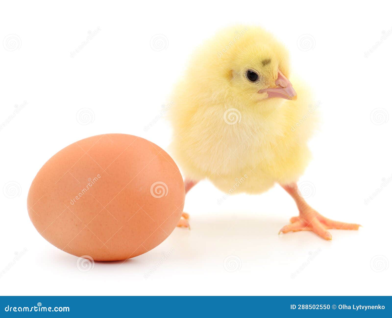 Chicken and egg stock photo. Image of livestock, farm - 288502550