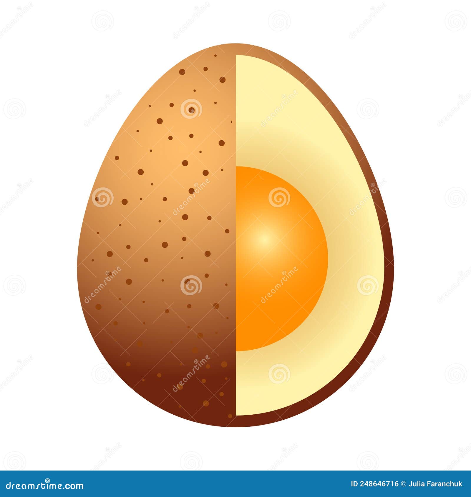 Chicken Egg is Brown with Spots. Open Interior Stock Vector ...