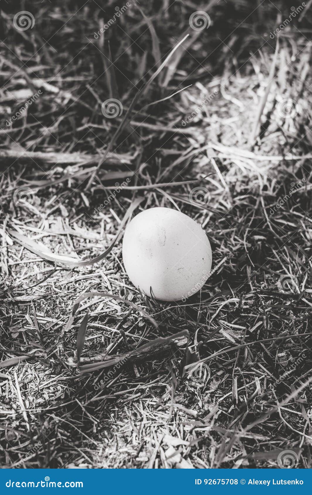 Chicken egg on the ground. stock photo. Image of field - 92675708