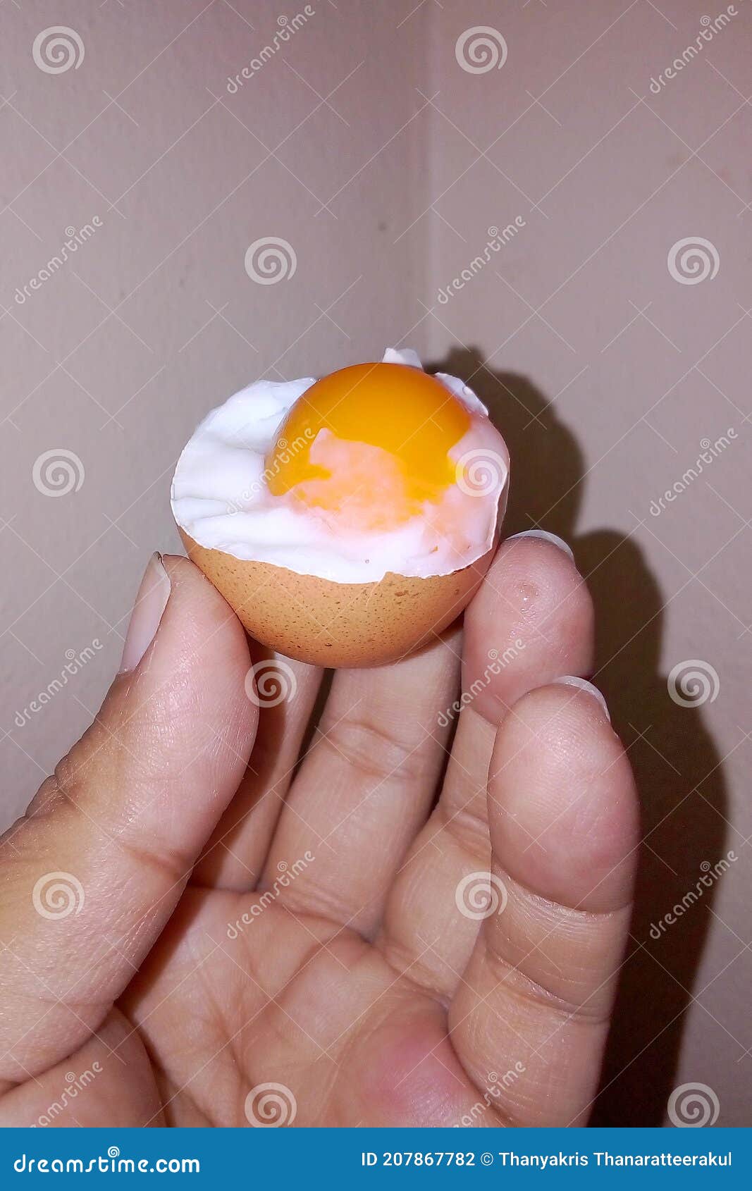 A chicken egg in the hand. stock photo. Image of chicken - 207867782