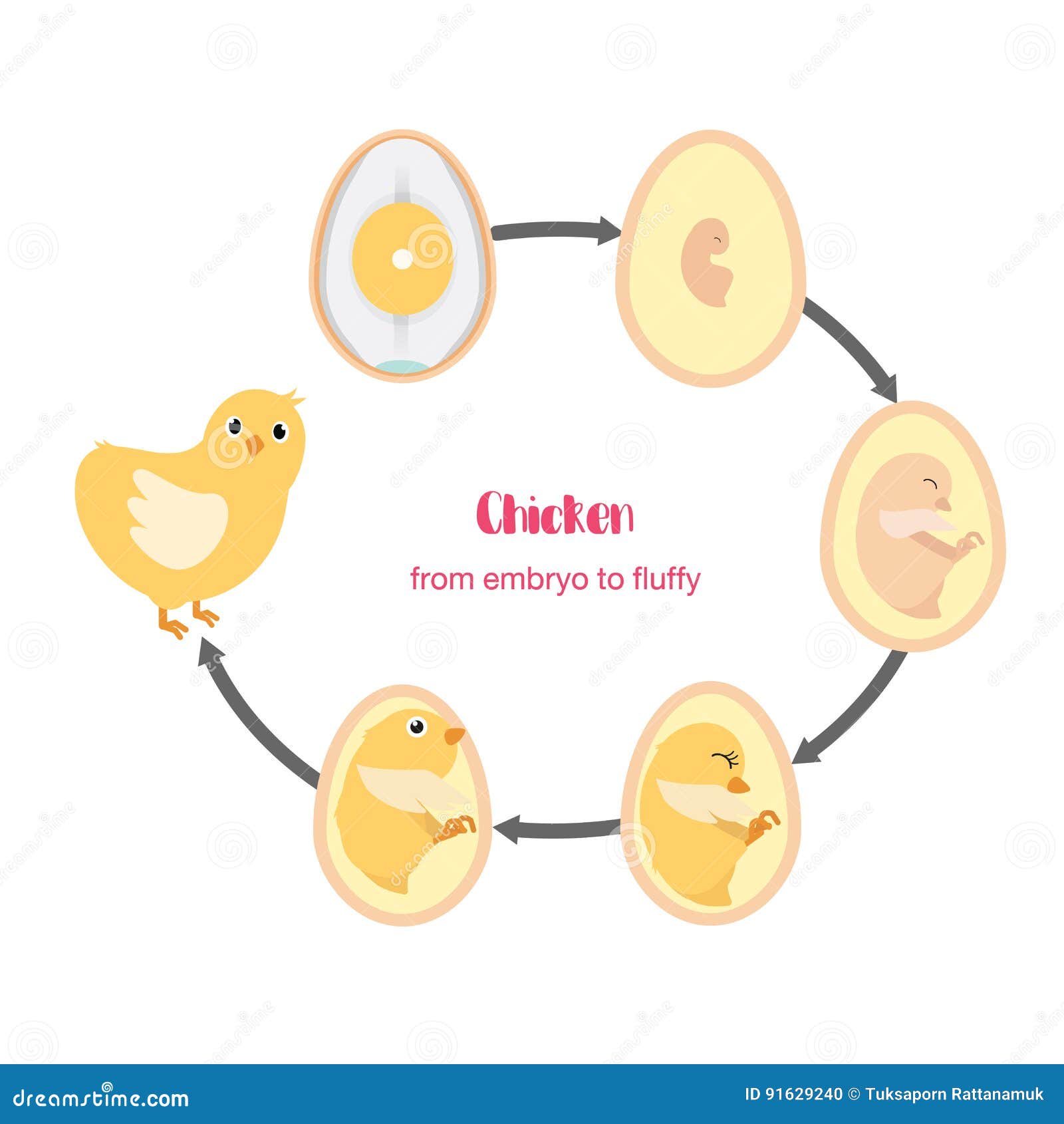 Chicken egg life cycle stock vector. Illustration of gizzard - 91629240