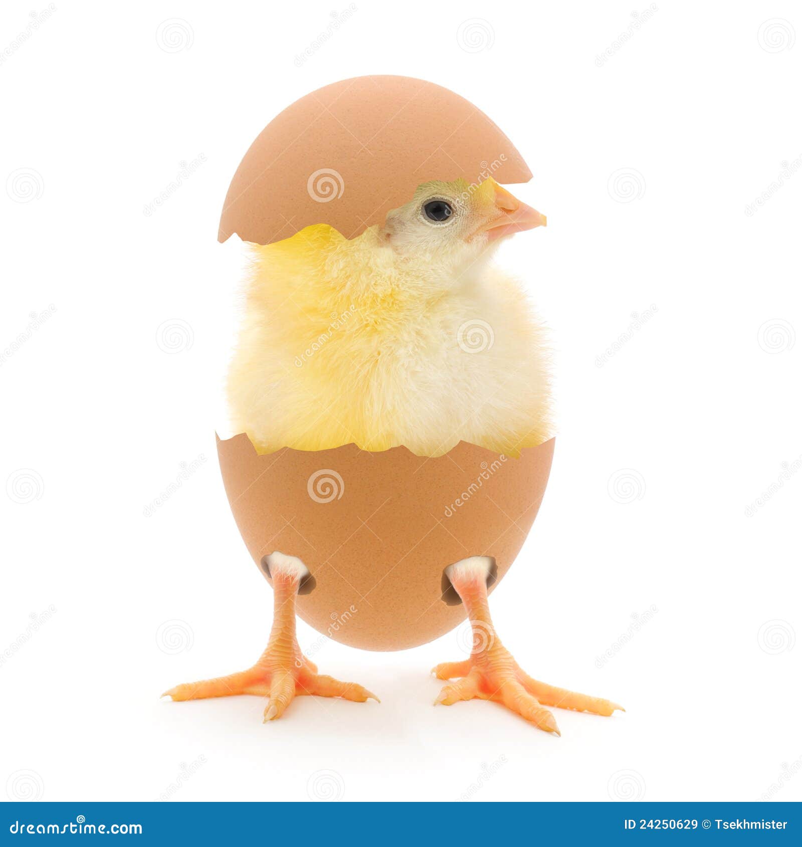 Chicken and an egg shell stock image. Image of broken - 24250629