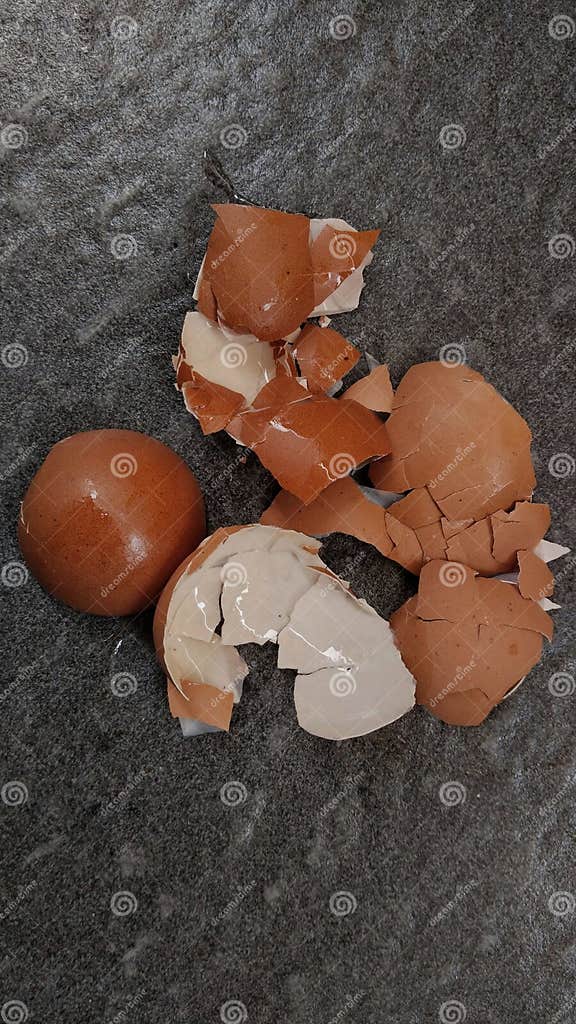 Chicken Egg Shell stock image. Image of protect, shell - 343691139