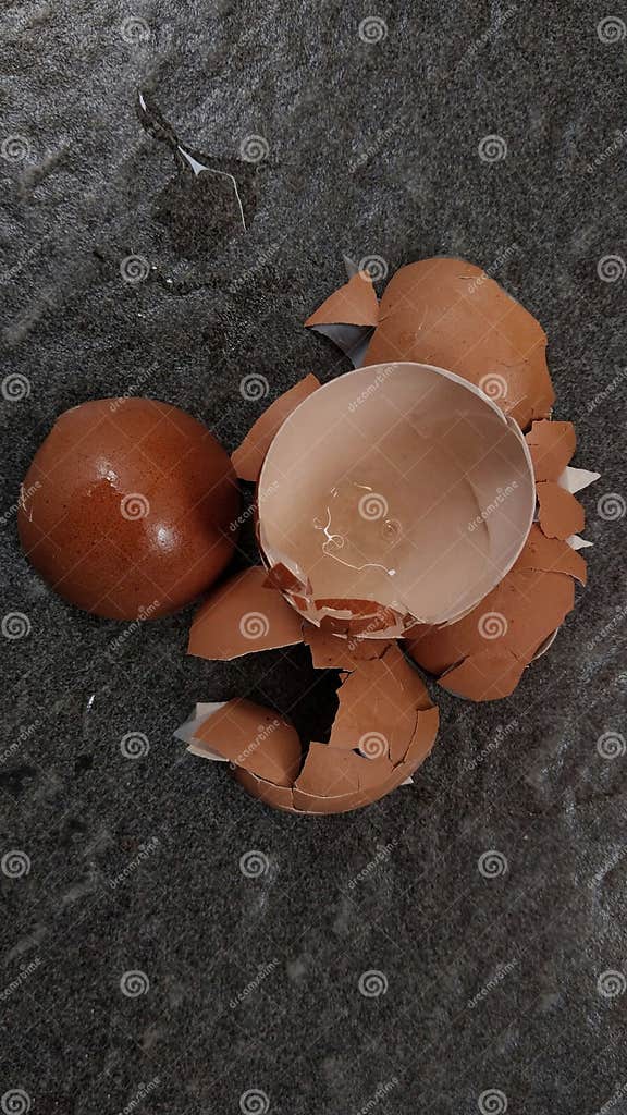 Chicken Egg Shell stock image. Image of functions, injury - 343691155