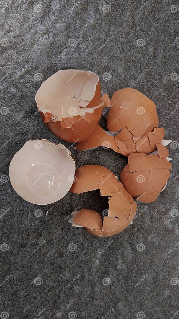 Chicken Egg Shell stock photo. Image of protect, inside - 343691192