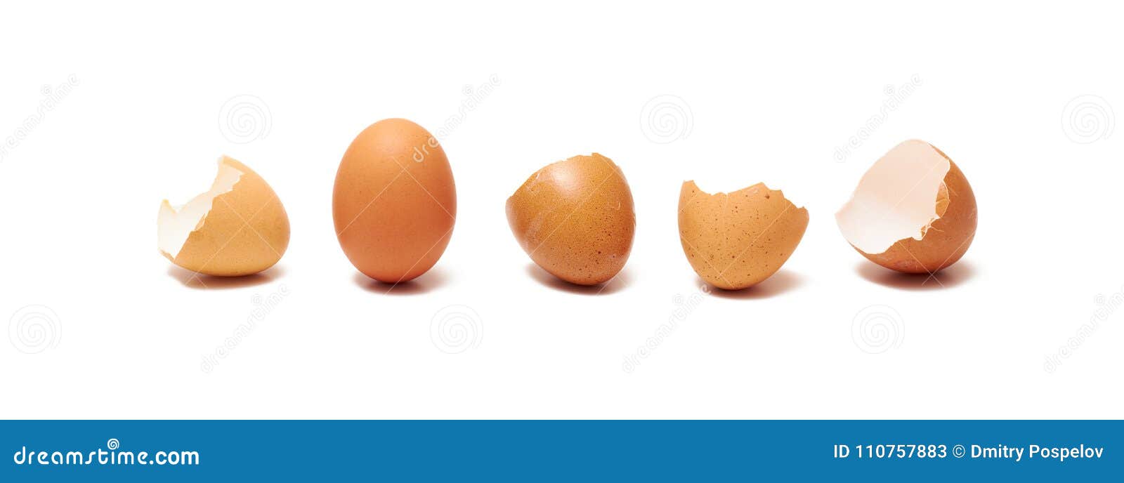 Chicken egg and shell stock image. Image of shell, white - 110757883
