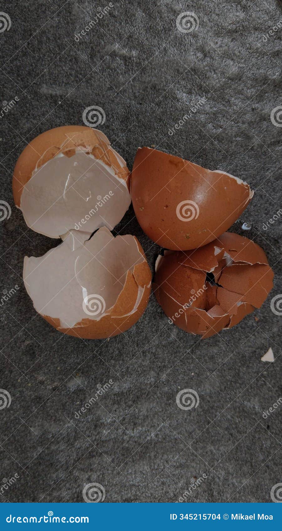 Chicken Egg Shell stock photo. Image of protect, functions - 345215704