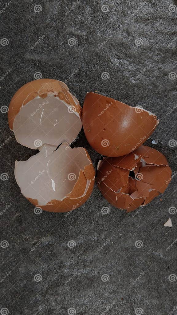 Chicken Egg Shell stock photo. Image of protect, functions - 345215704