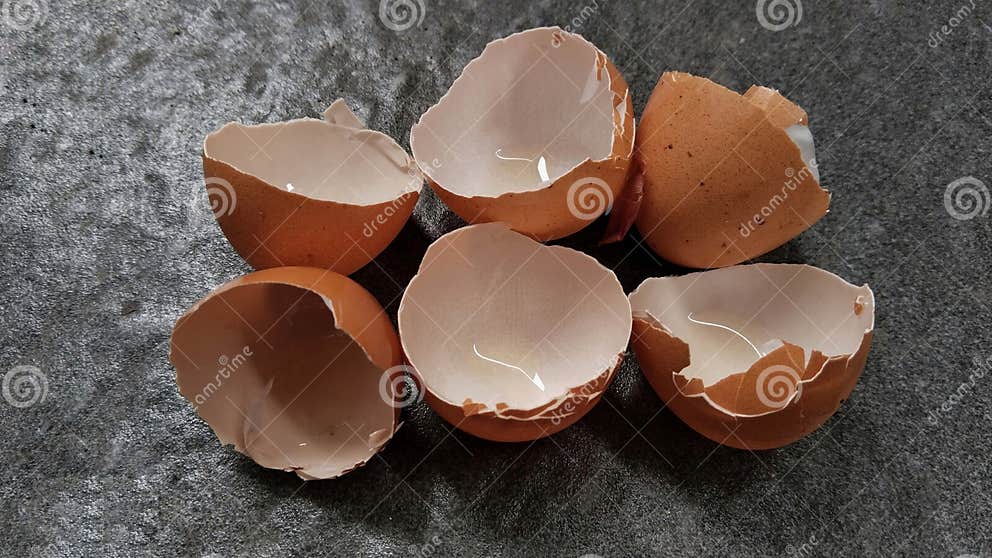 Chicken Egg shell stock photo. Image of shell, functions - 352057598