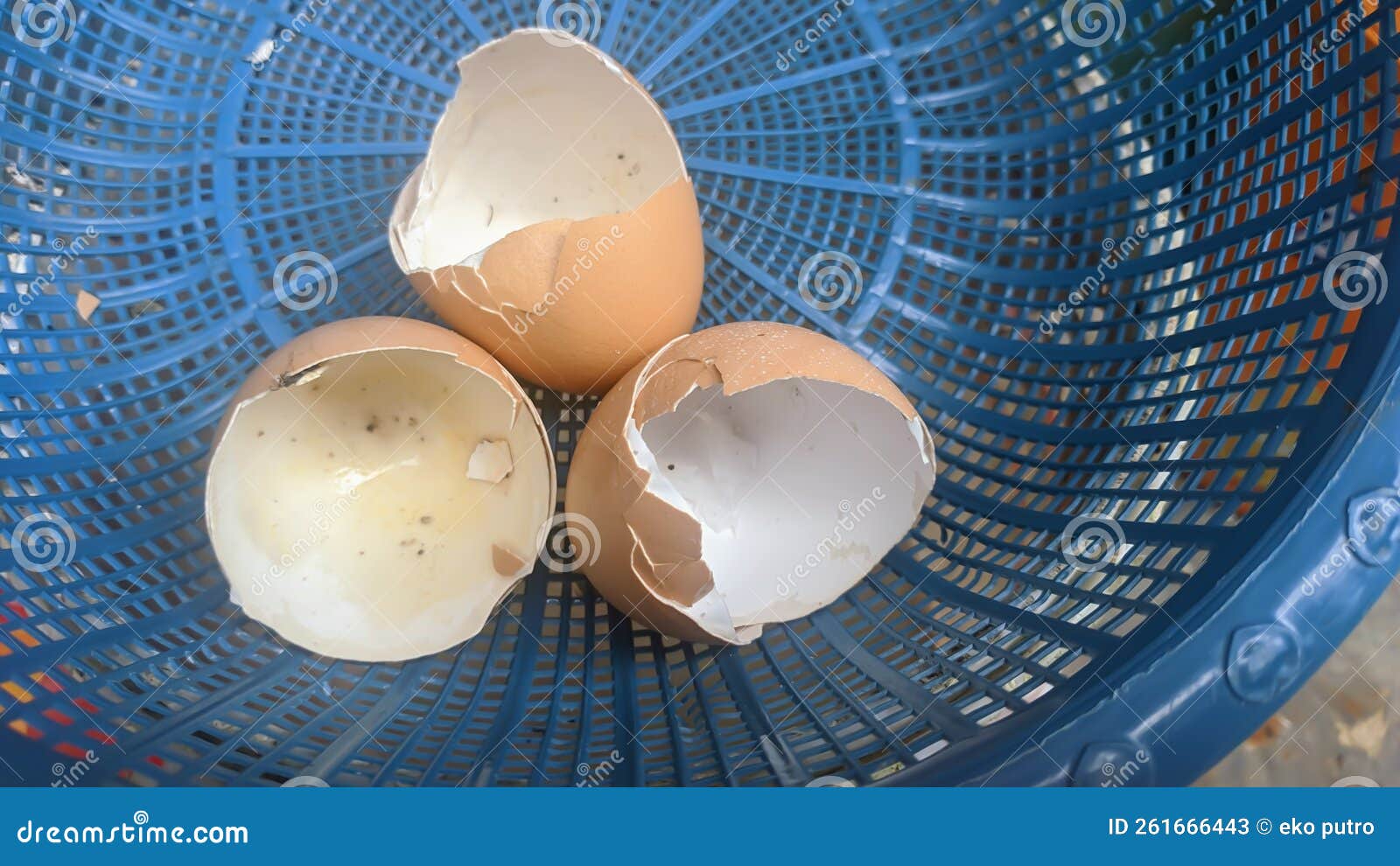 Chicken Egg Shells on a Blue Plastic Basket Stock Image - Image of ...