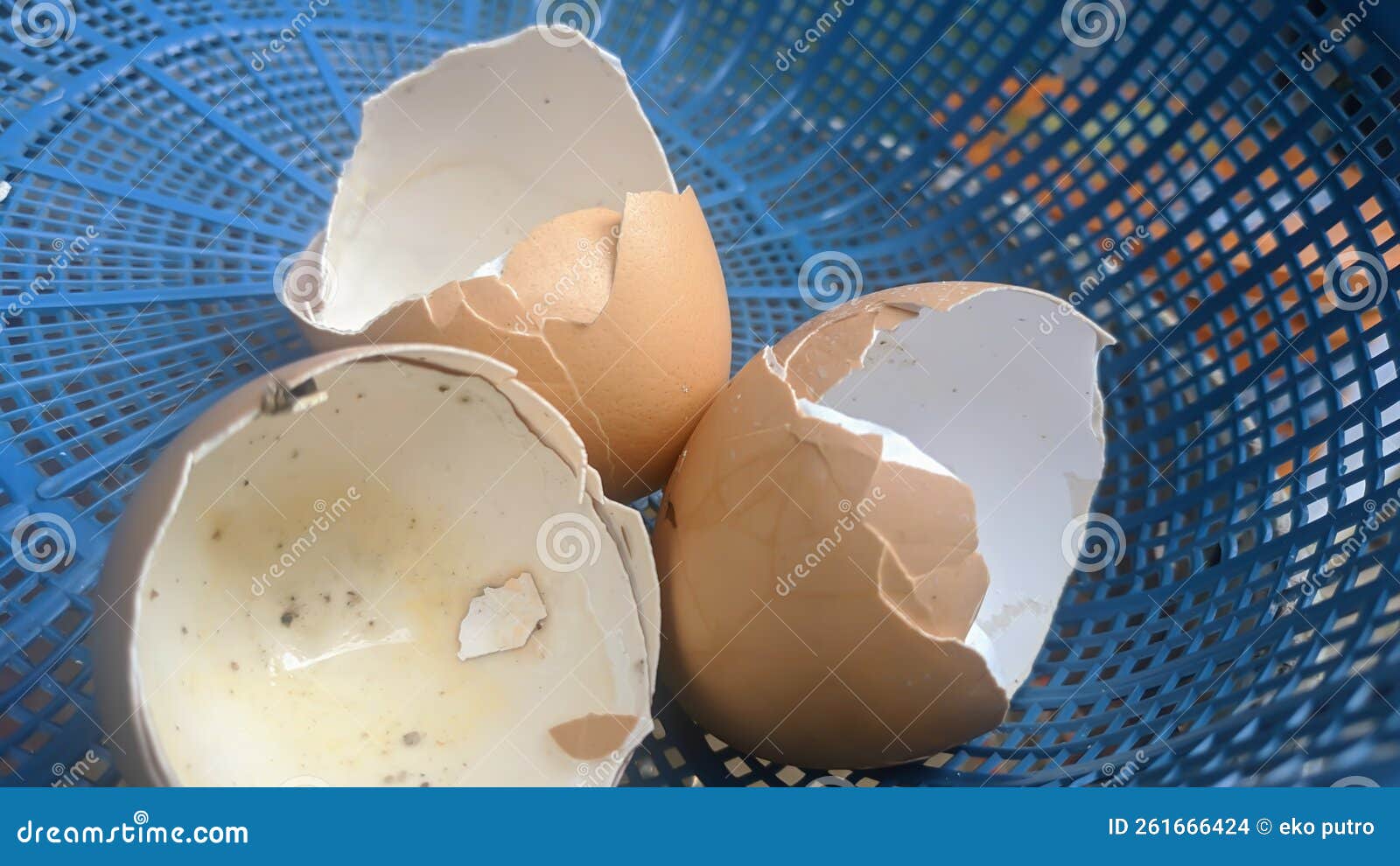 Chicken Egg Shells on a Blue Plastic Basket Stock Photo - Image of ...