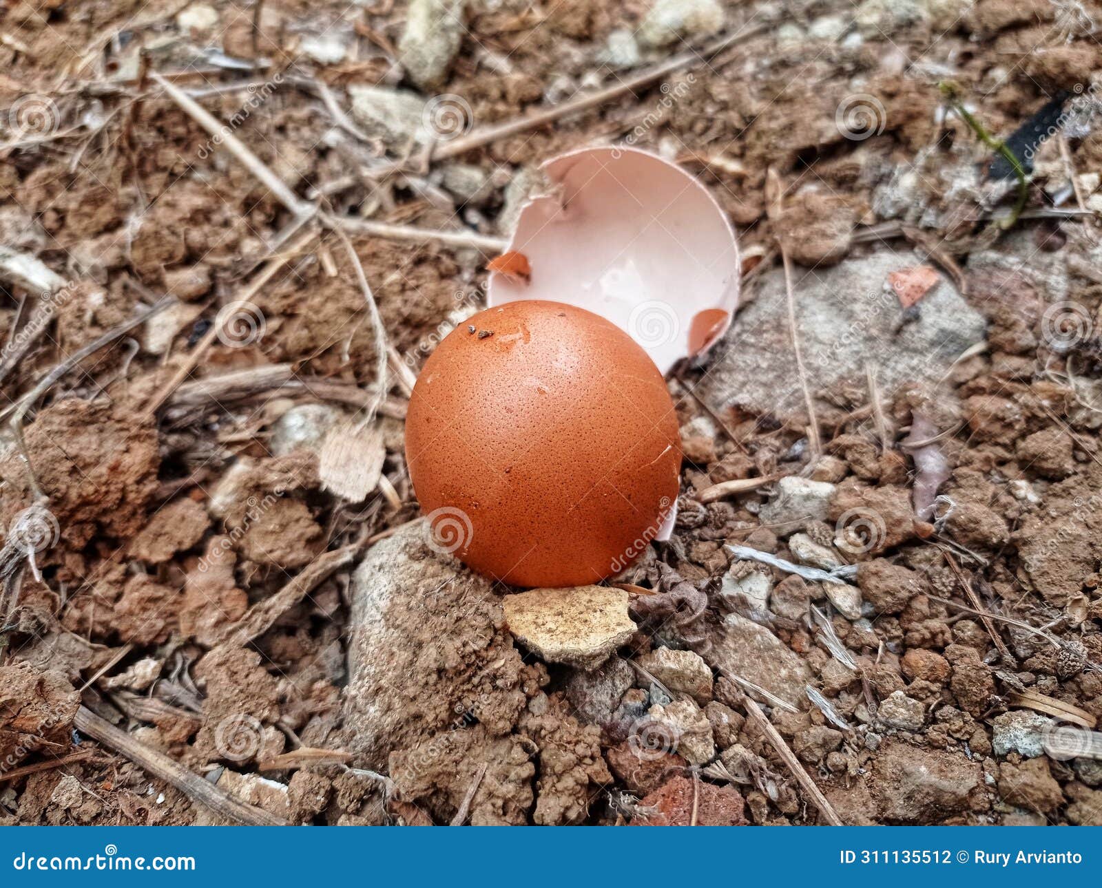 Chicken Egg Shells on the Ground. Stock Photo - Image of group, fragile ...