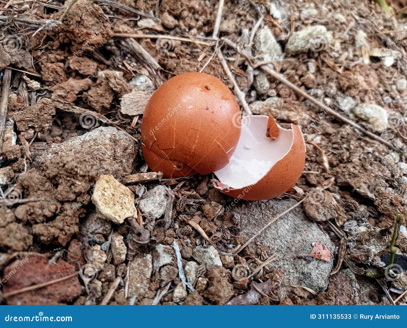 Chicken Egg Shells on the Ground. Stock Image - Image of breakfast ...
