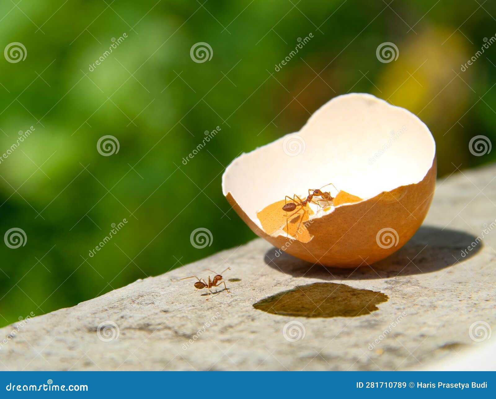 Close Up Image of Chicken Egg Shells Infested with Red Ants. Stock ...
