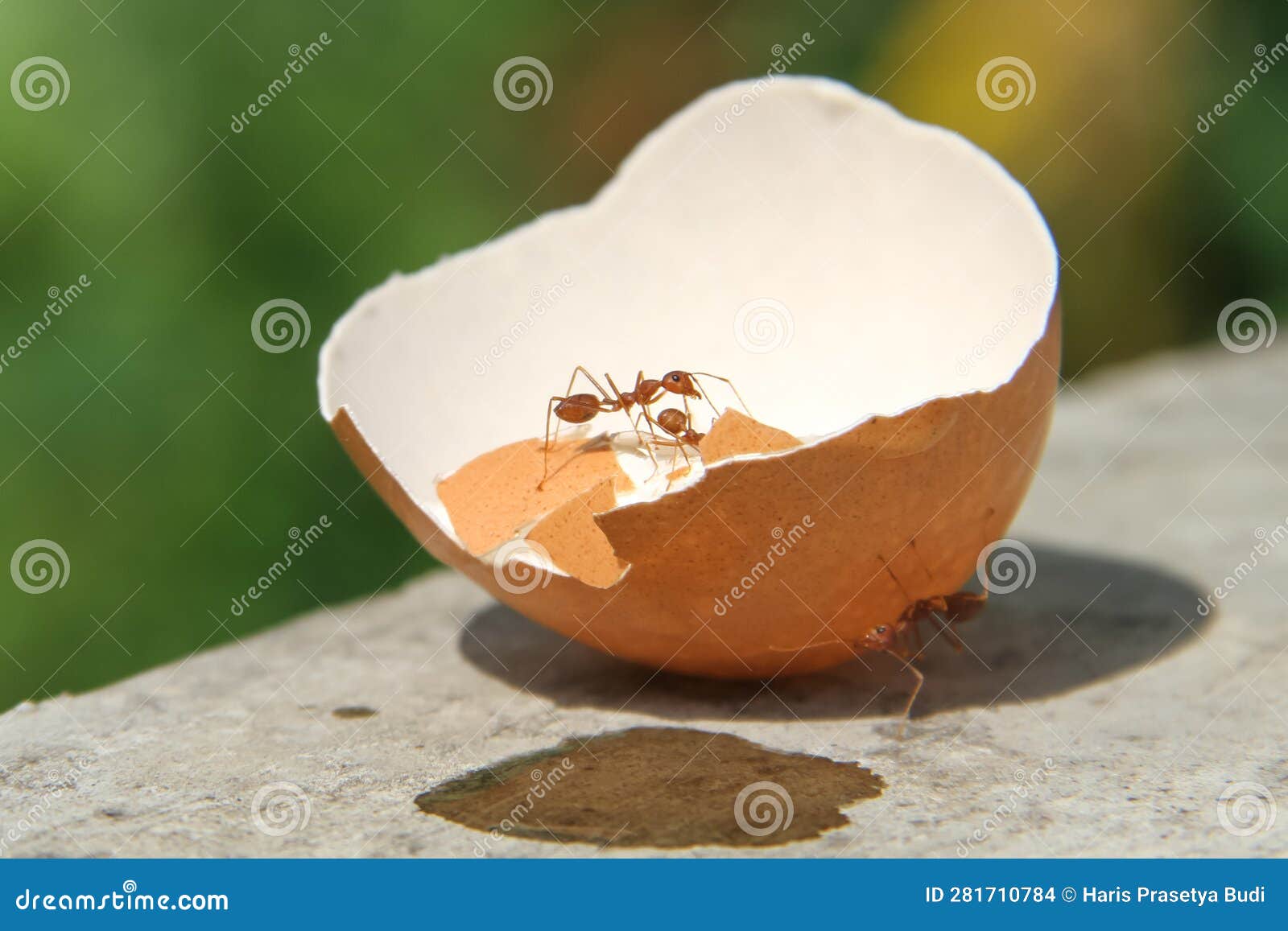 Close Up Image of Chicken Egg Shells Infested with Red Ants. Stock ...