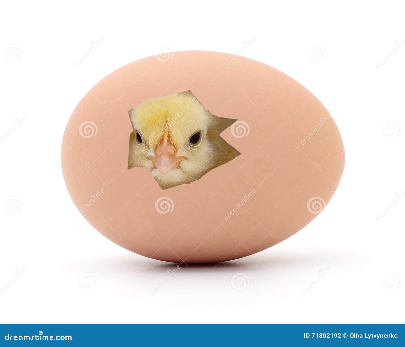 Chicken and egg. stock photo. Image of livestock, animals - 71802192