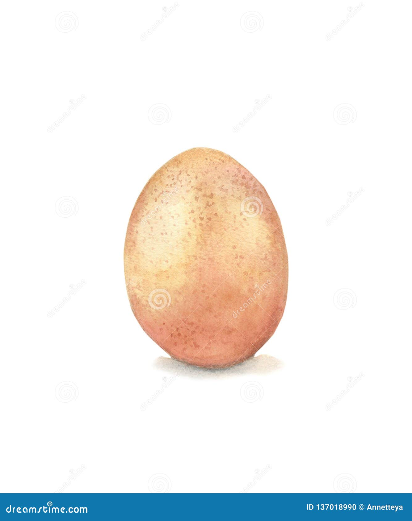 Chicken Egg on a White Background Watercolor Drawing Stock Photo ...