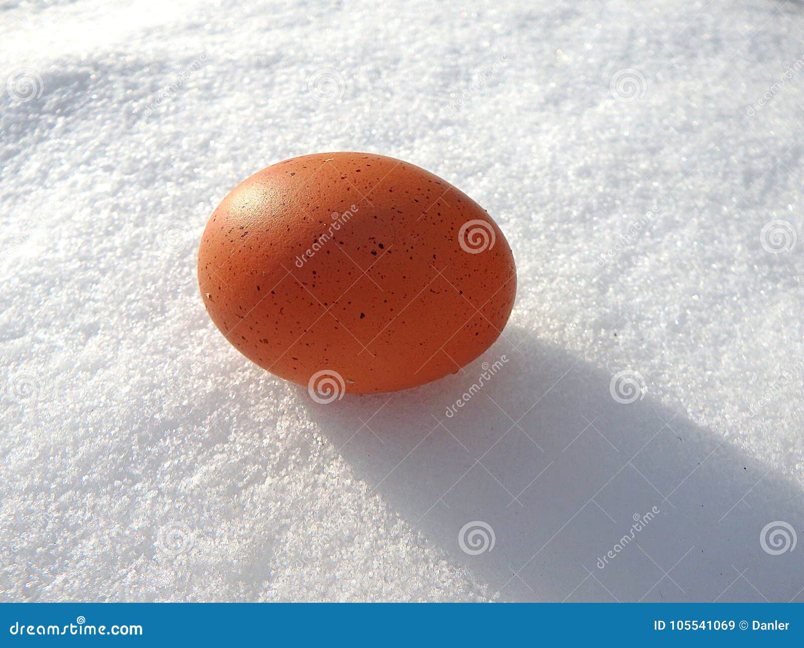 Chicken egg on white snow stock image. Image of organic - 105541069