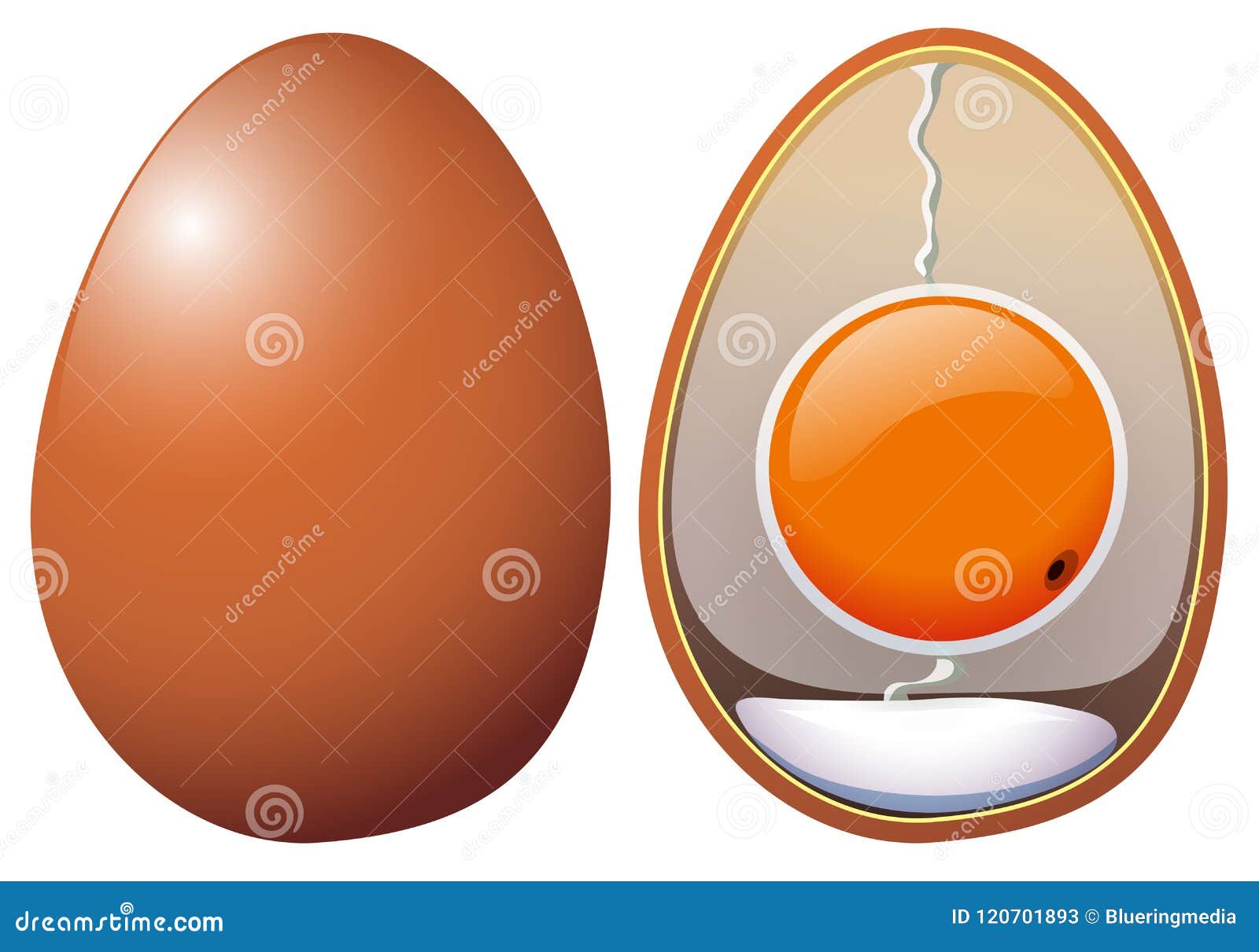 Chicken Anatomy Vector Illustration. Labeled Biological Inner Organs ...