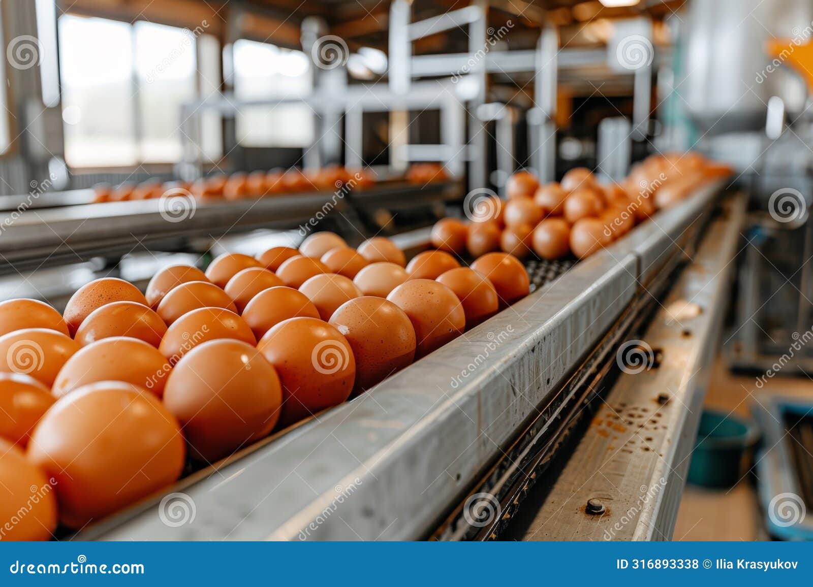 Chicken Eggs Being Transported on Conveyor in Modern Poultry Farm Egg ...