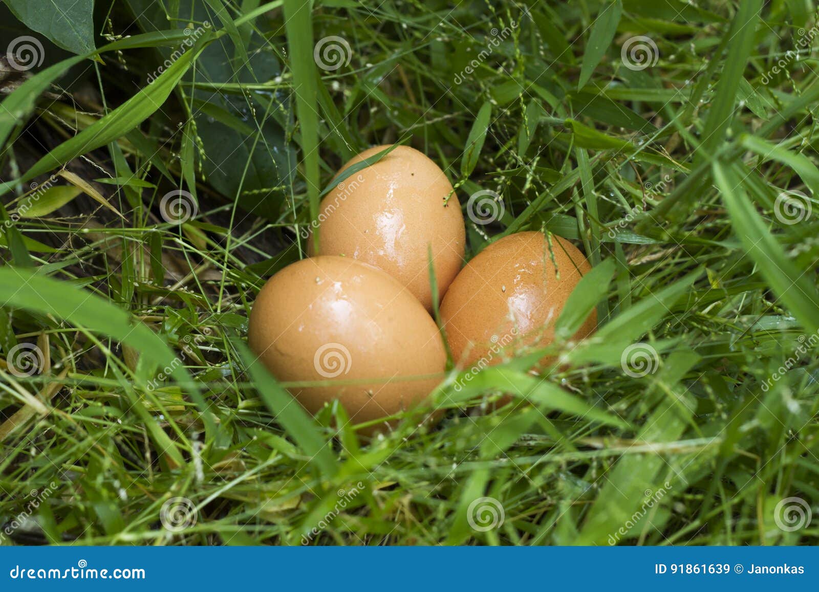 Chicken Eggs in the Farm Fresh and Best Quality Stock Image - Image of ...