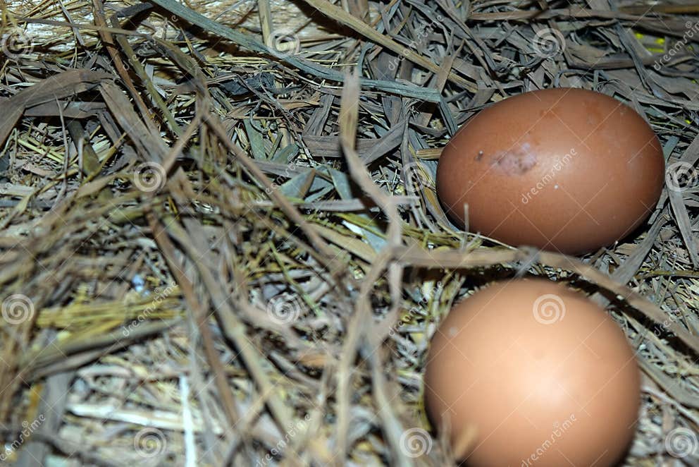 Chicken Eggs in a Wooden Box with Straw. Stock Photo - Image of fresh ...